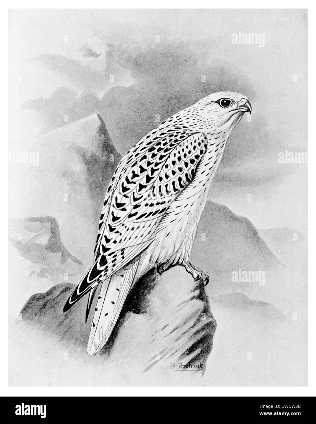 Falcon class Cut Out Stock Images & Pictures - Alamy