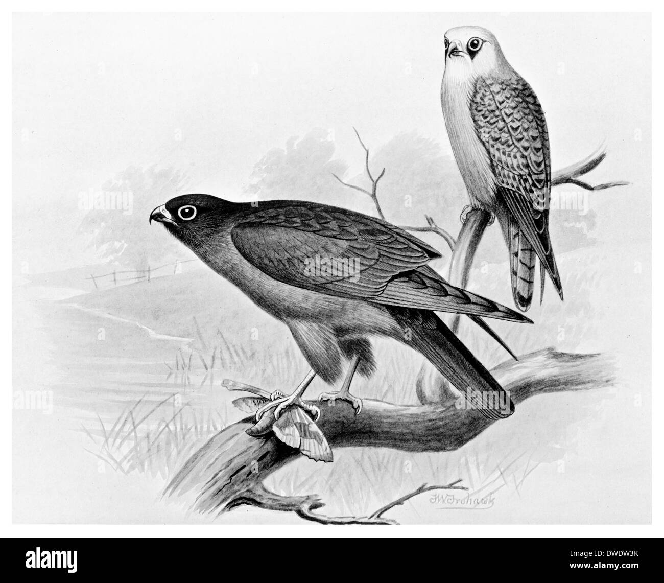 Red falcon Black and White Stock Photos & Images - Alamy