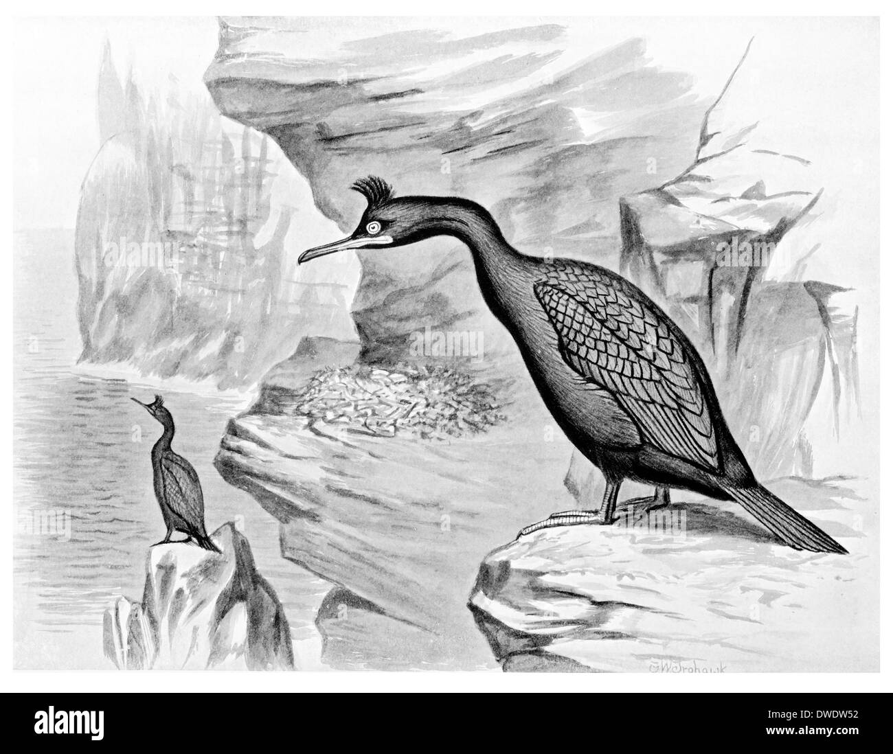 Shag illustration Cut Out Stock Images & Pictures - Alamy