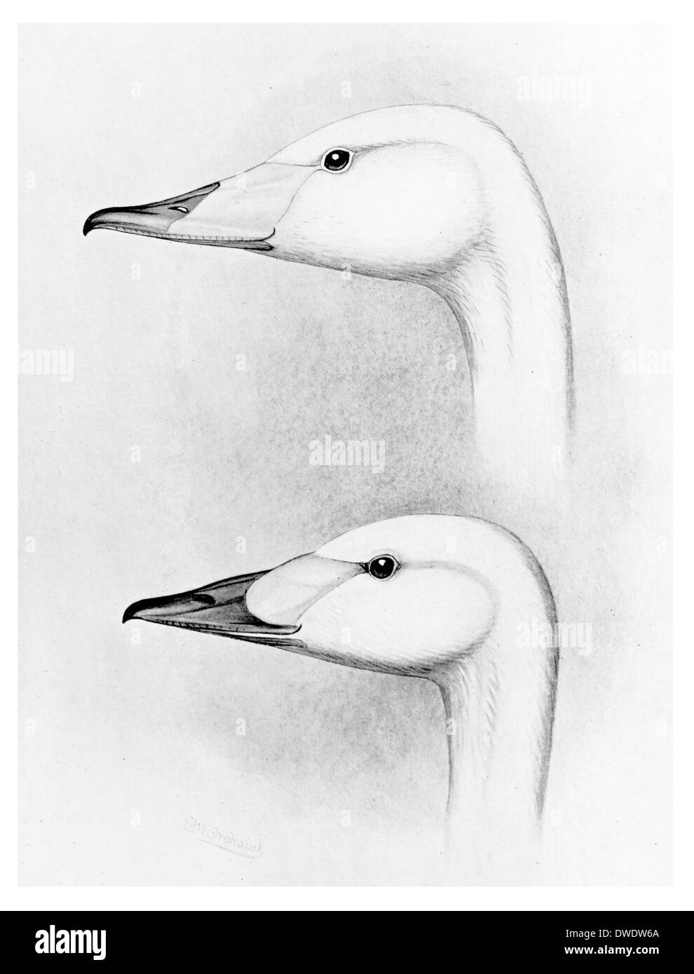 Swan Sketch