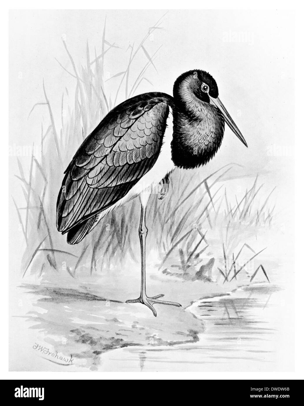 Real stork hi-res stock photography and images - Alamy