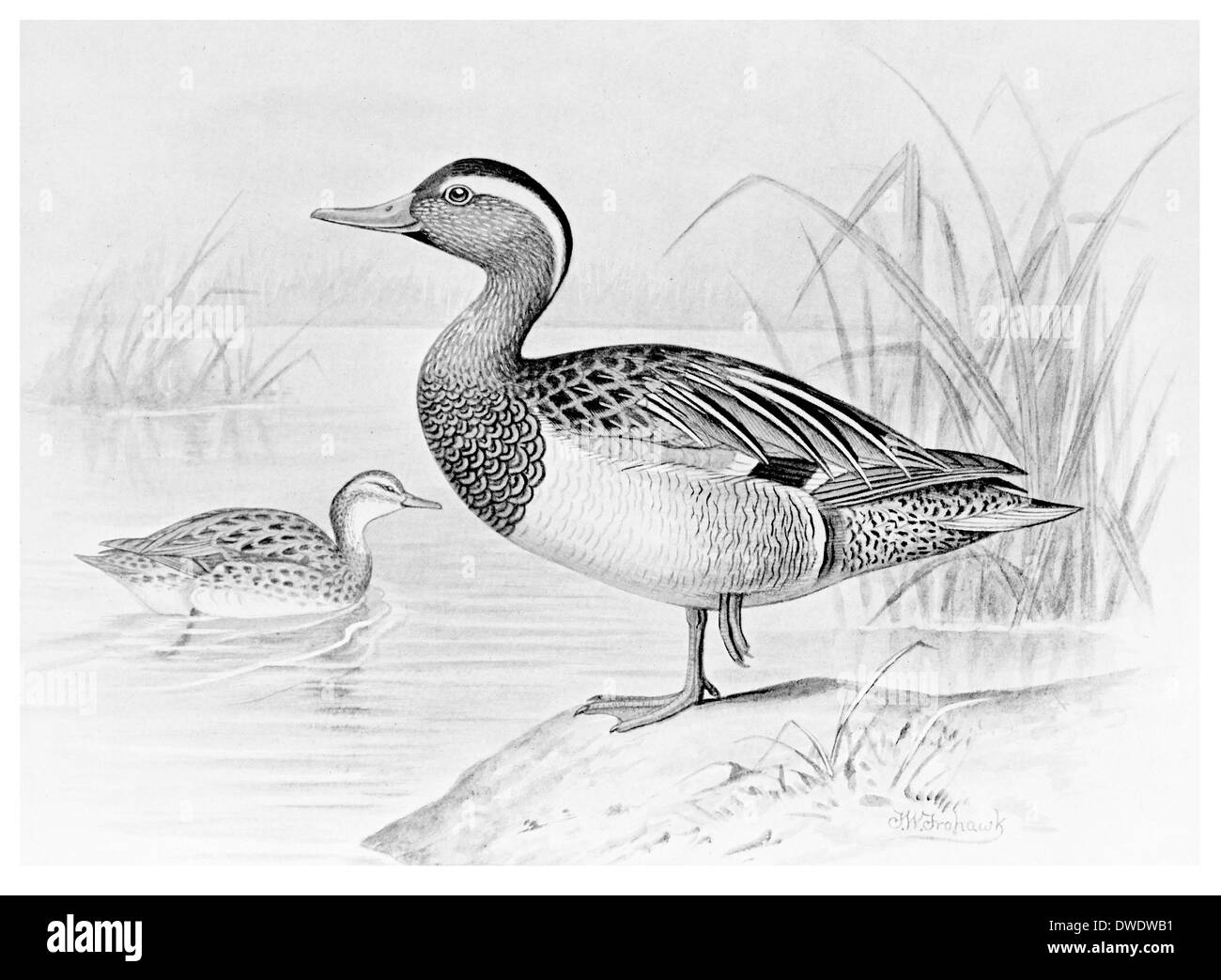 Garganey Black and White Stock Photos & Images - Alamy