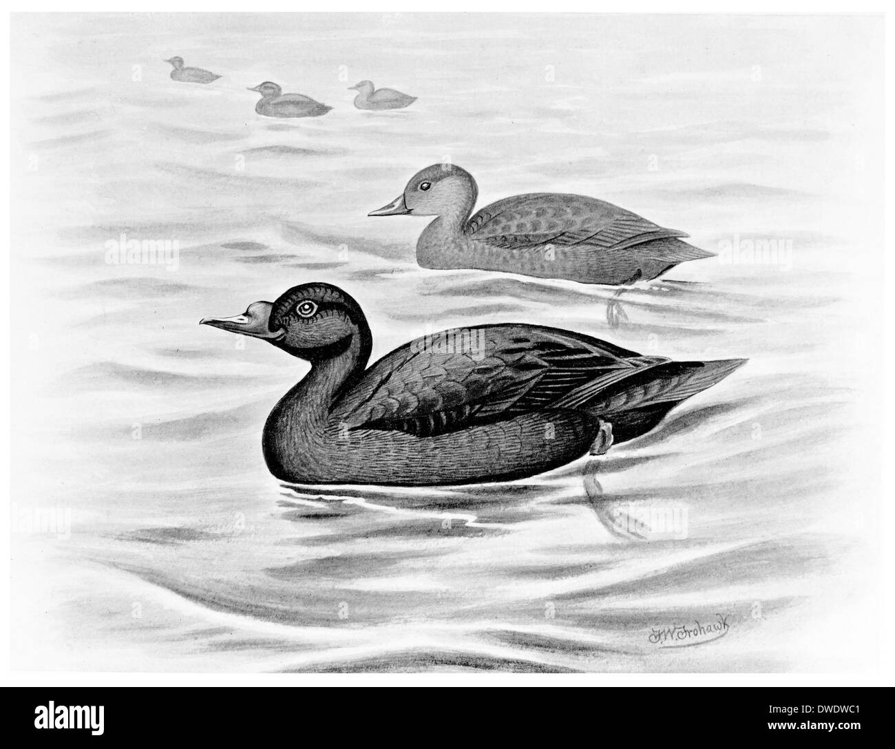 Common scoter egg hi-res stock photography and images - Alamy