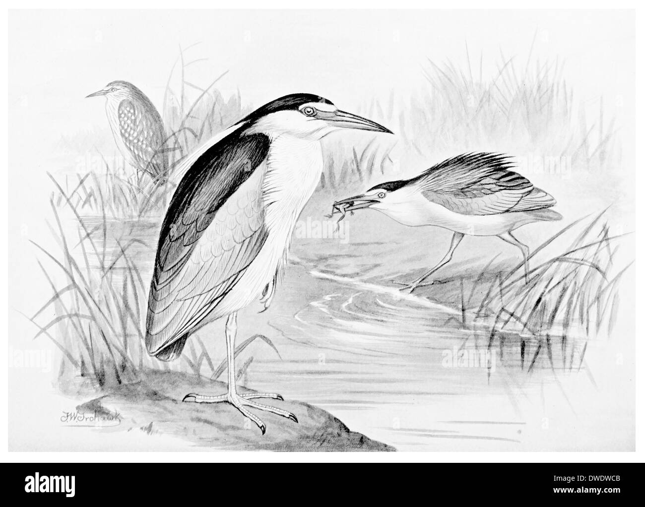 Wild night out Black and White Stock Photos & Images - Alamy