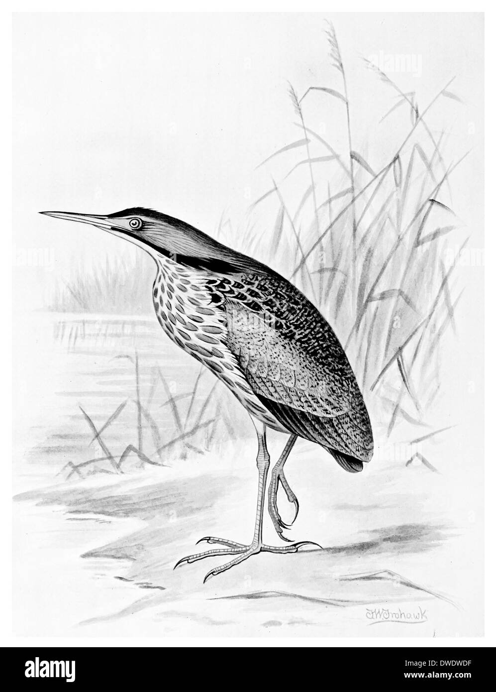 American bittern image Cut Out Stock Images & Pictures - Alamy