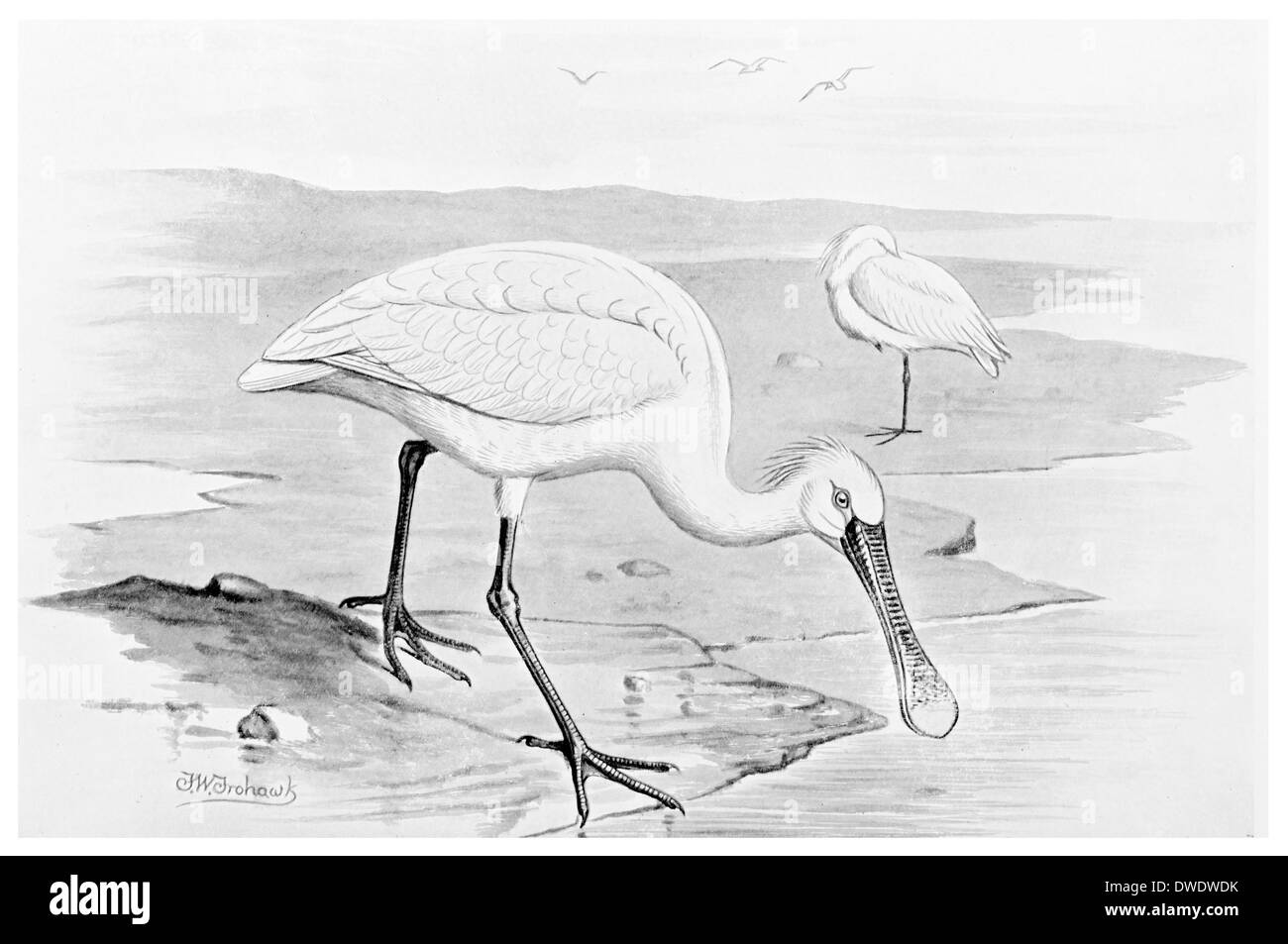 Spoonbill image Black and White Stock Photos & Images - Alamy