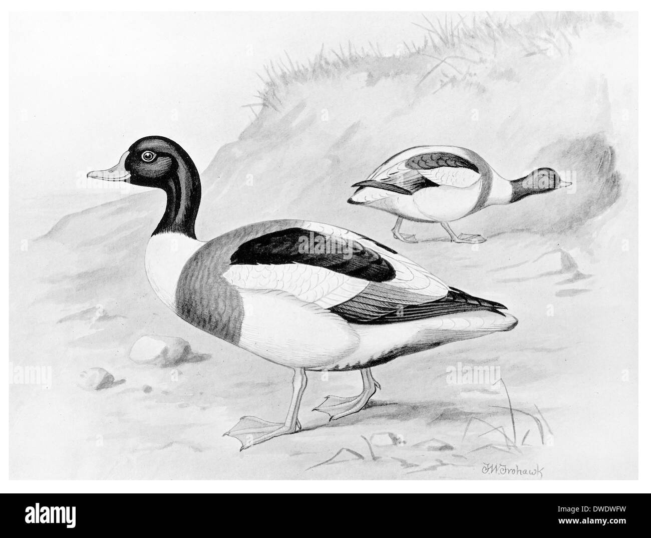 Common Sheld Duck Stock Photo - Alamy