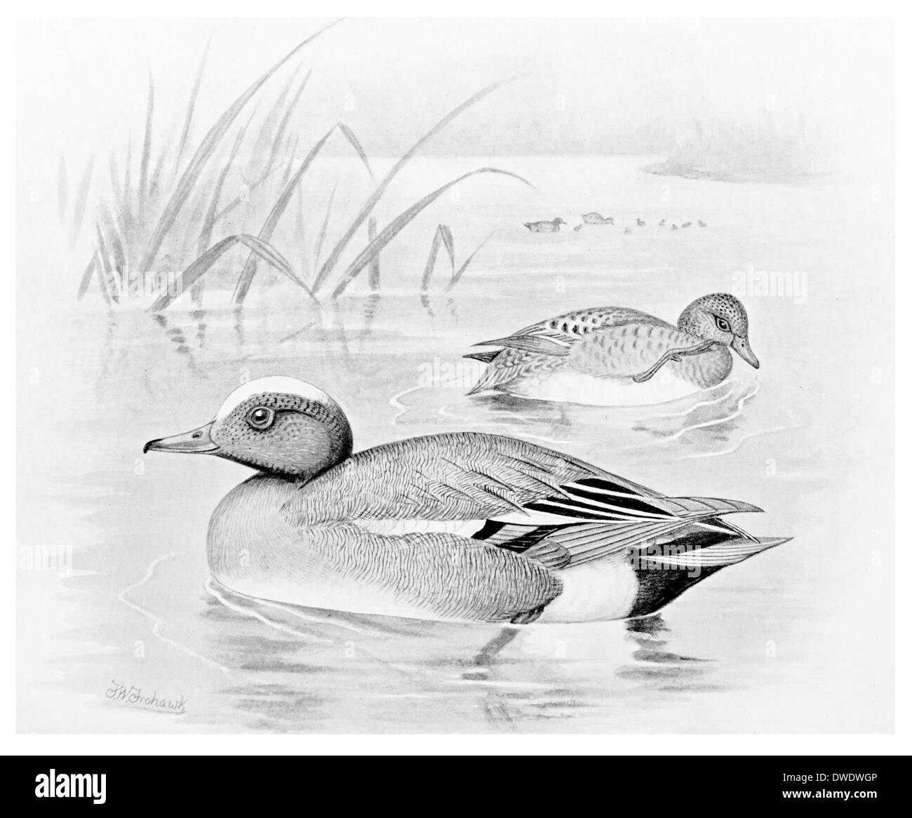 Wigeon bird painting hi-res stock photography and images - Alamy