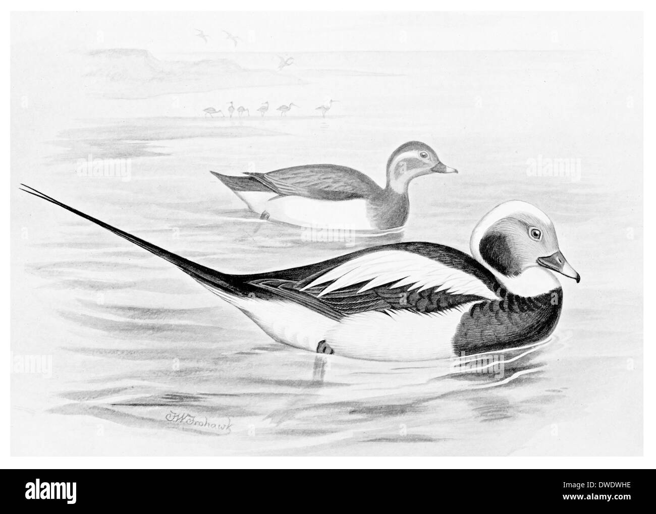 Long legged duck hi-res stock photography and images - Alamy
