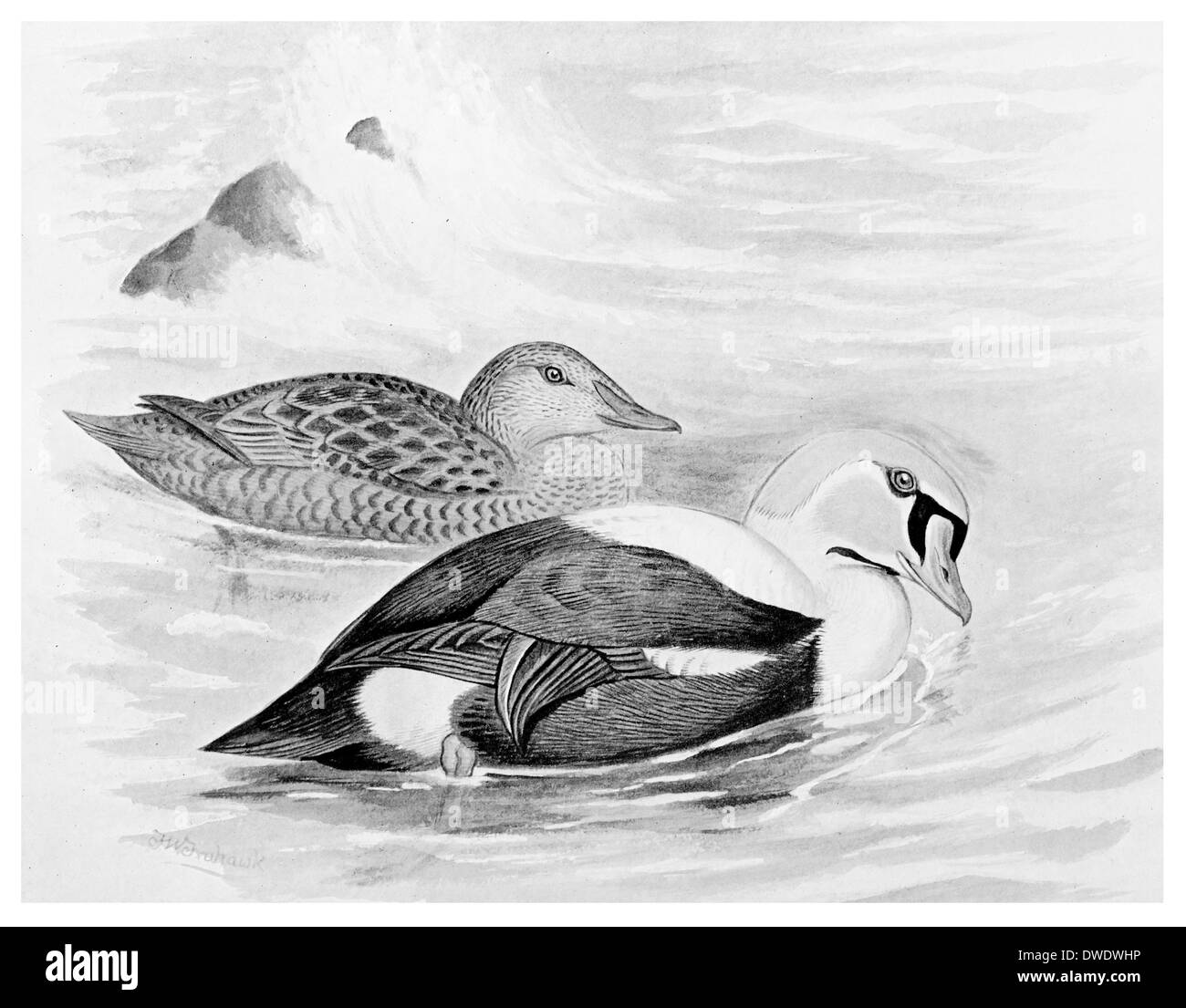 Tone king Black and White Stock Photos & Images - Alamy