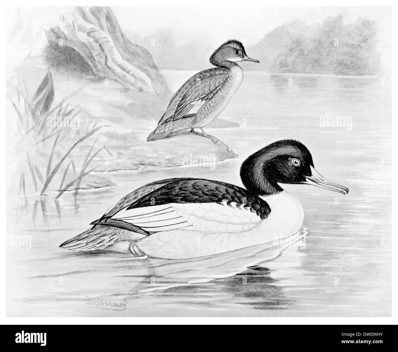 Goosander Black and White Stock Photos & Images - Alamy