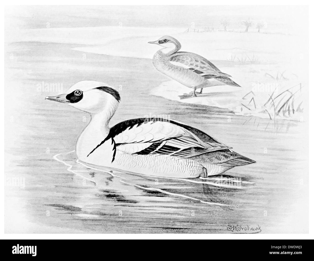 Smew and beak hi-res stock photography and images - Alamy