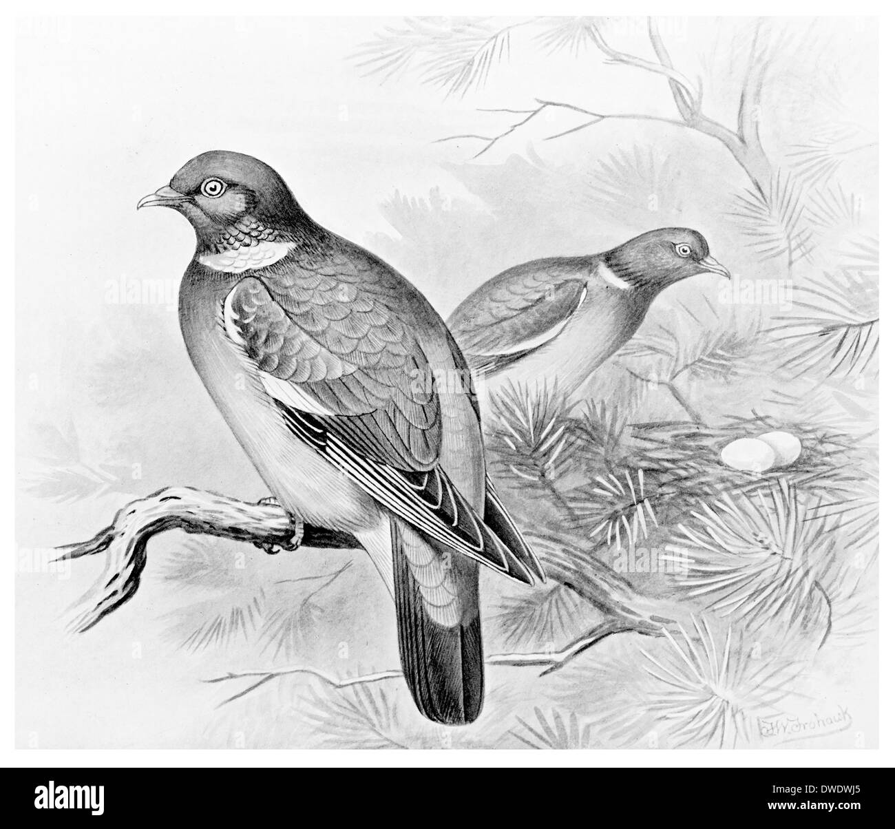 Two tone wood Black and White Stock Photos & Images - Alamy