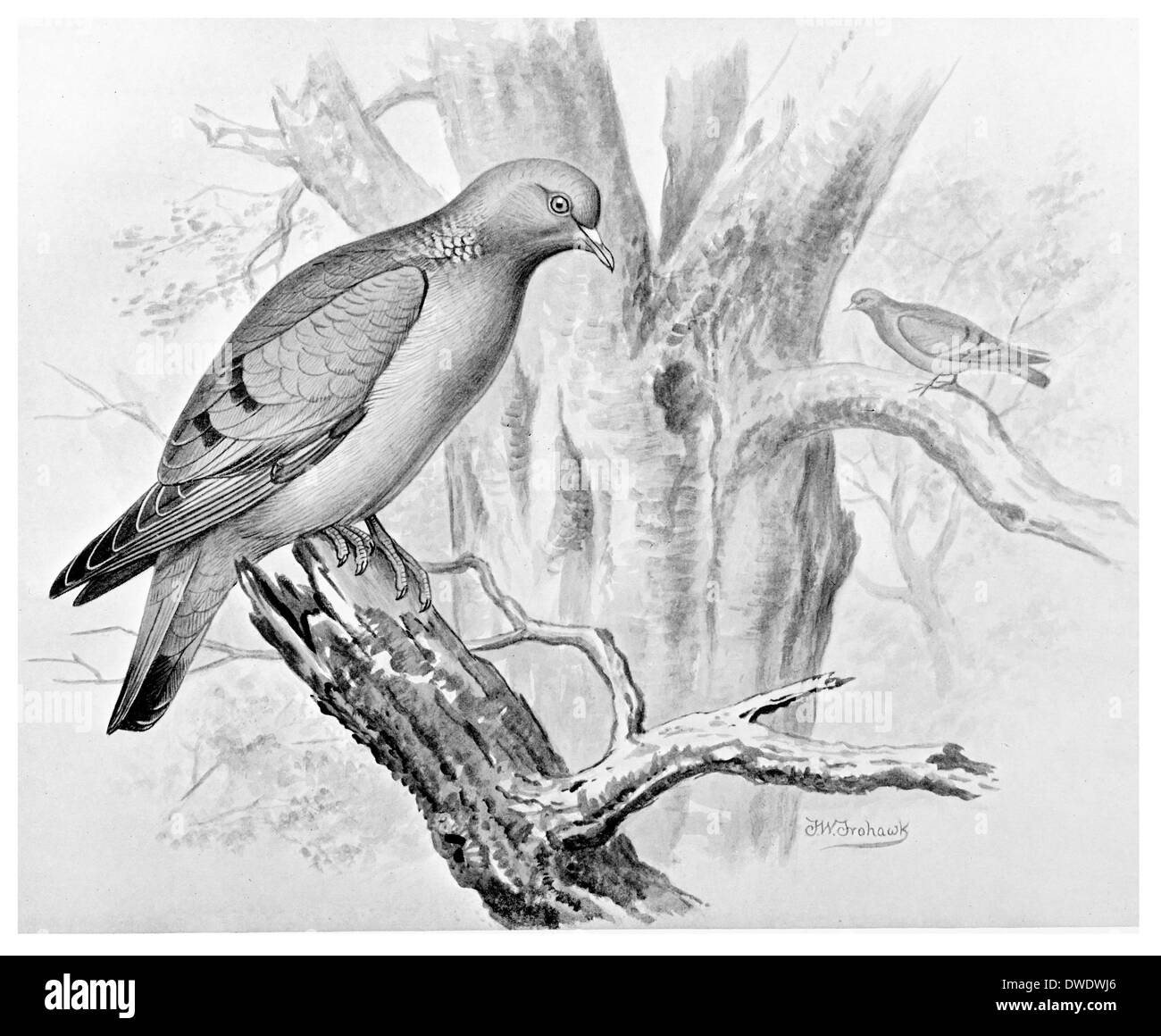 Realistic dove illustration Black and White Stock Photos & Images - Alamy