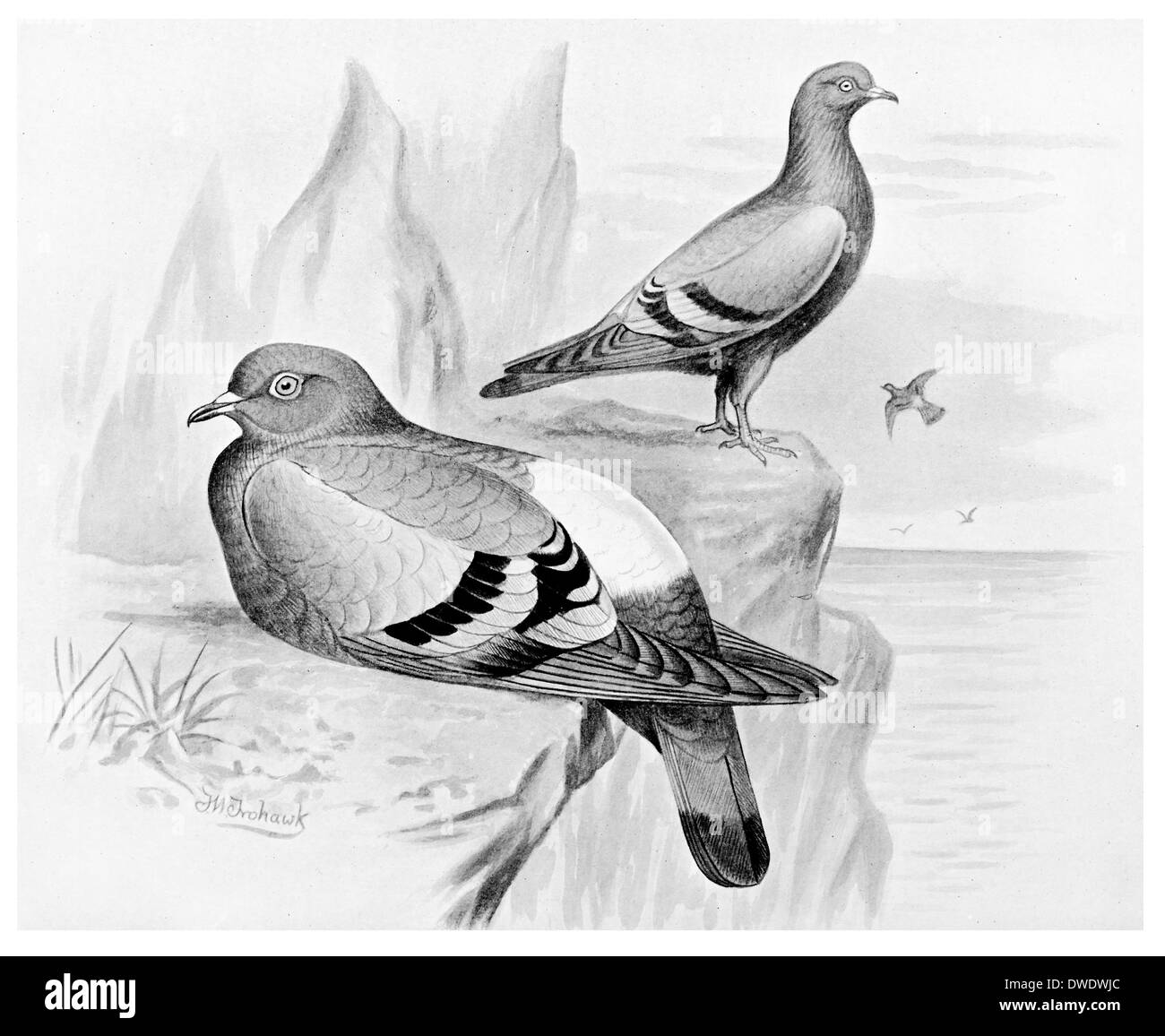 Photographic rock art Black and White Stock Photos & Images - Alamy