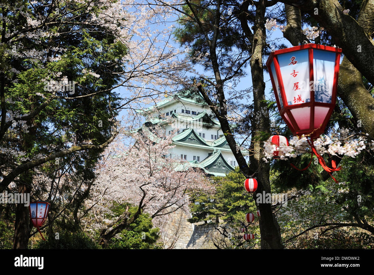 Nagoya Castle with sakura cherry blossom trees blooming in spring Stock ...