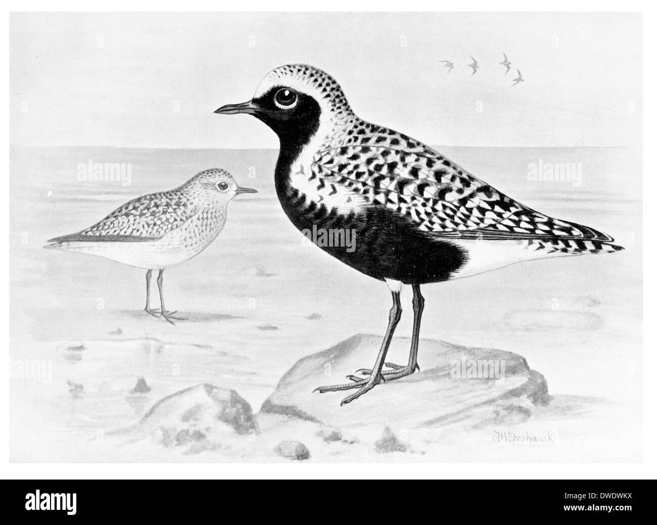 Grey plover drawing hi-res stock photography and images - Alamy