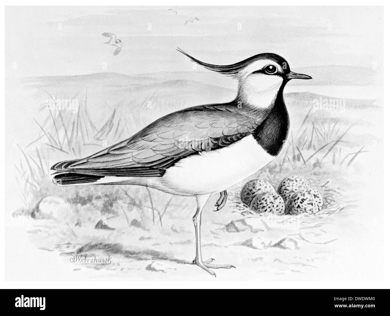Lapwing head Black and White Stock Photos & Images - Alamy