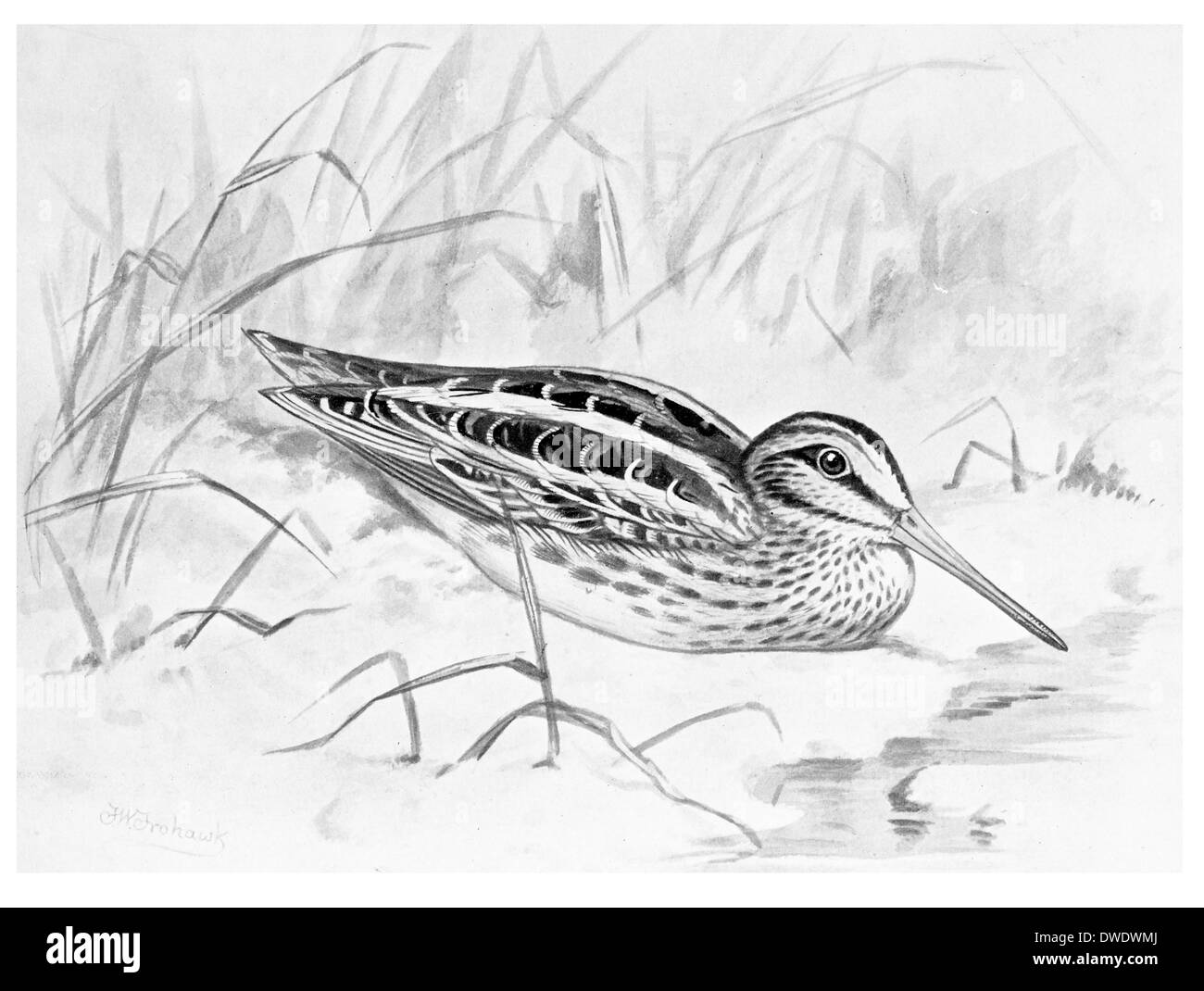 Half snipe Black and White Stock Photos & Images - Alamy