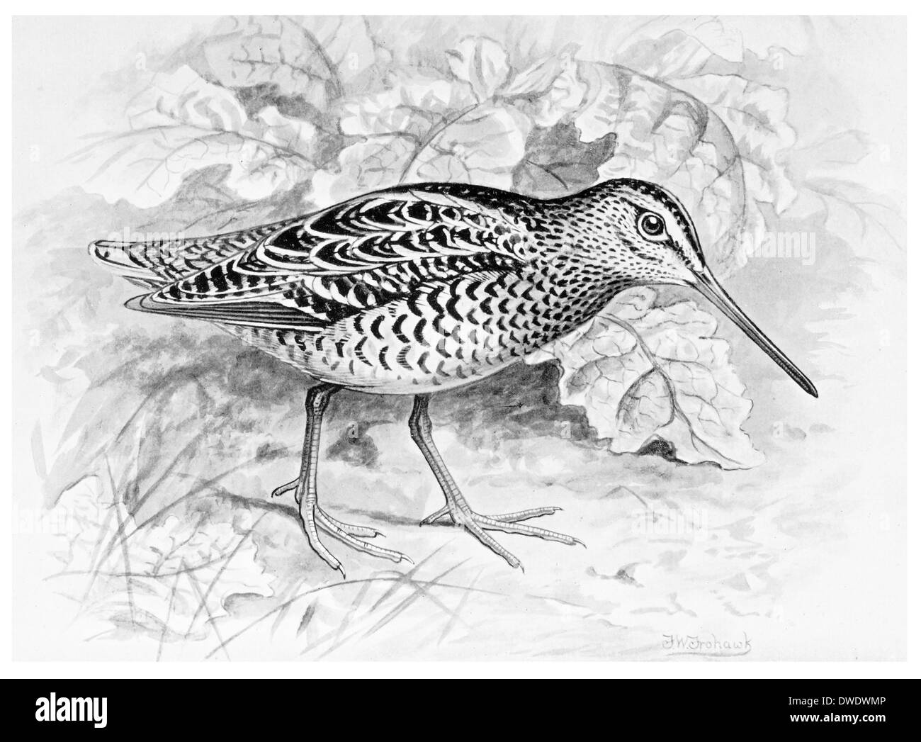 Snipe Black and White Stock Photos & Images - Alamy