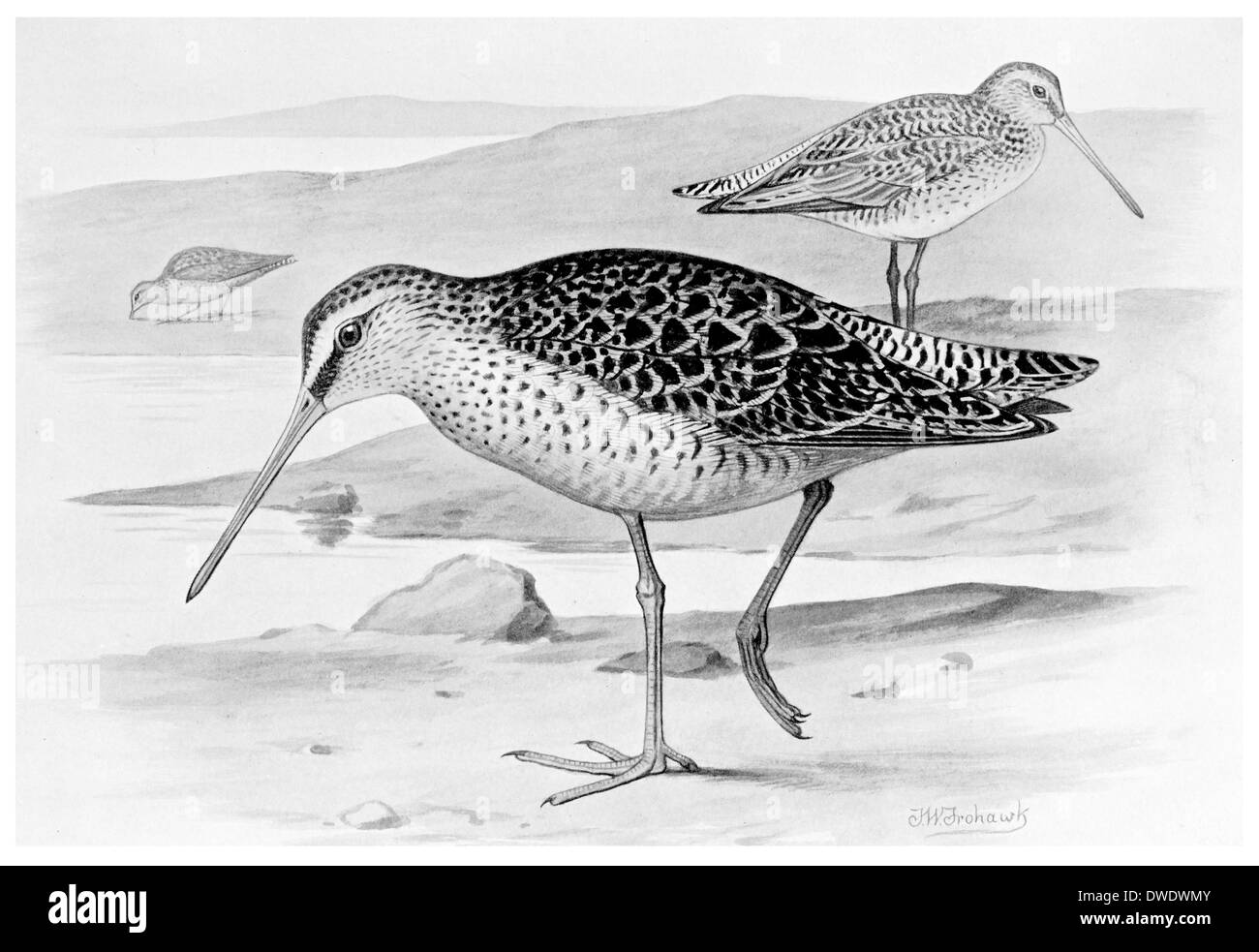 Red Breasted Snipe Stock Photo - Alamy