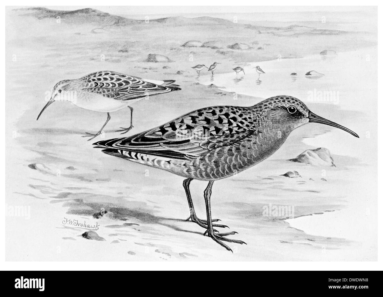 Group retro summer Black and White Stock Photos & Images - Alamy