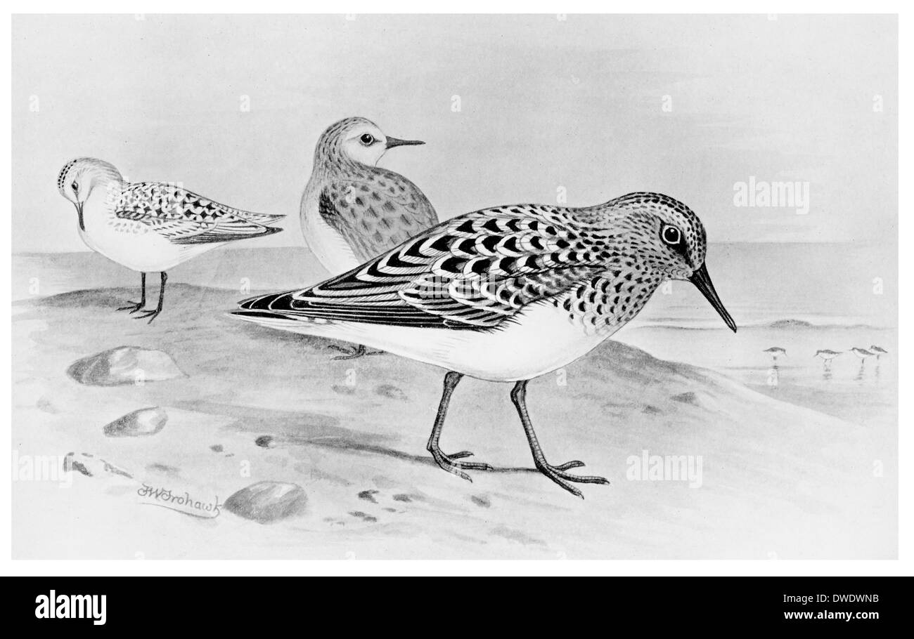 Sanderling illustration hi-res stock photography and images - Alamy