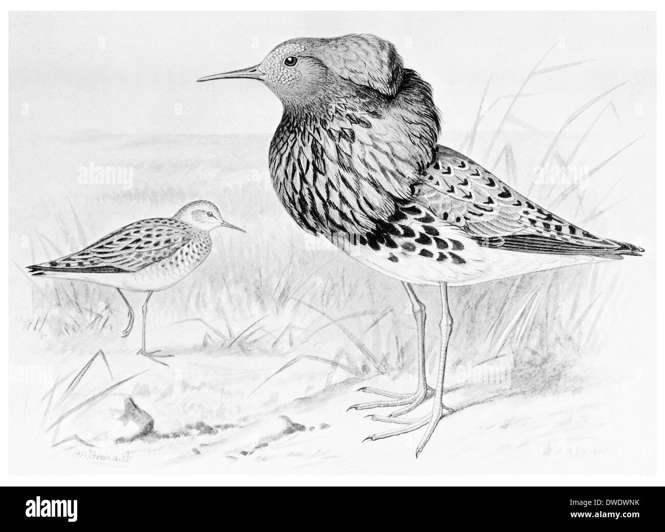 Feathered ruff hi-res stock photography and images - Alamy