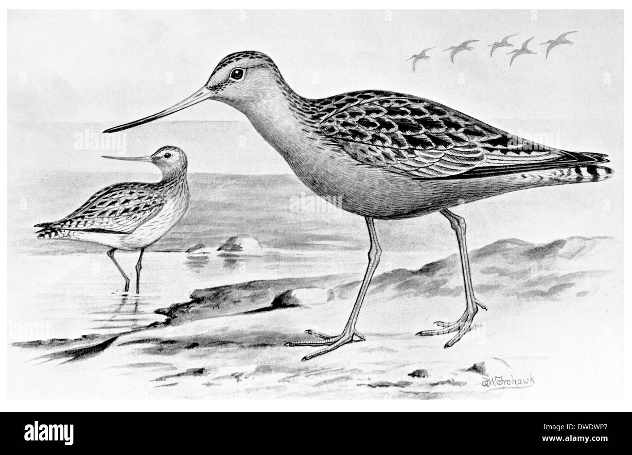 Godwit drawing hi-res stock photography and images - Alamy