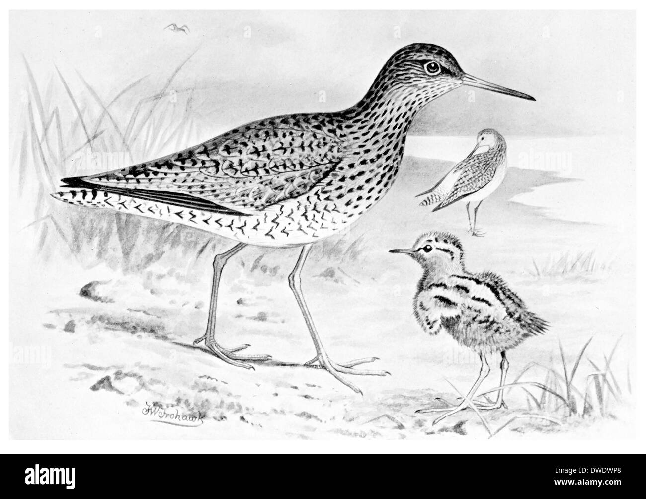 Drawing of the redshank hi-res stock photography and images - Alamy