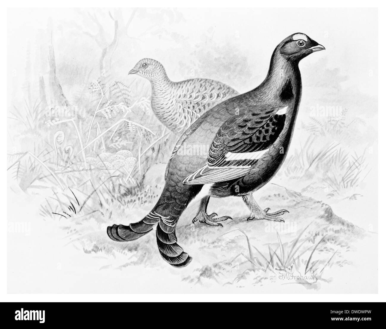 With grouse Black and White Stock Photos & Images - Alamy