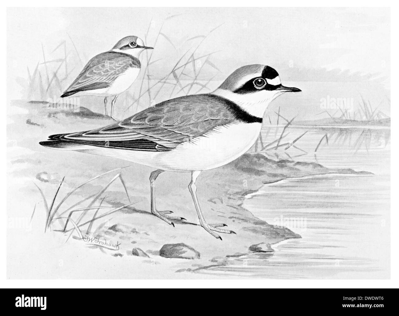 Inland Plover High Resolution Stock Photography and Images - Alamy