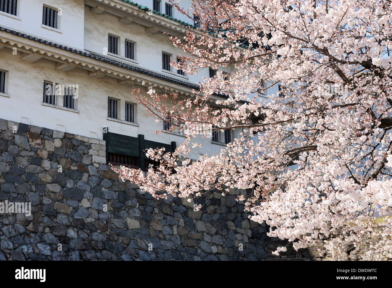 Japanese castle with sakura cherry blossom trees blooming in Spring ...
