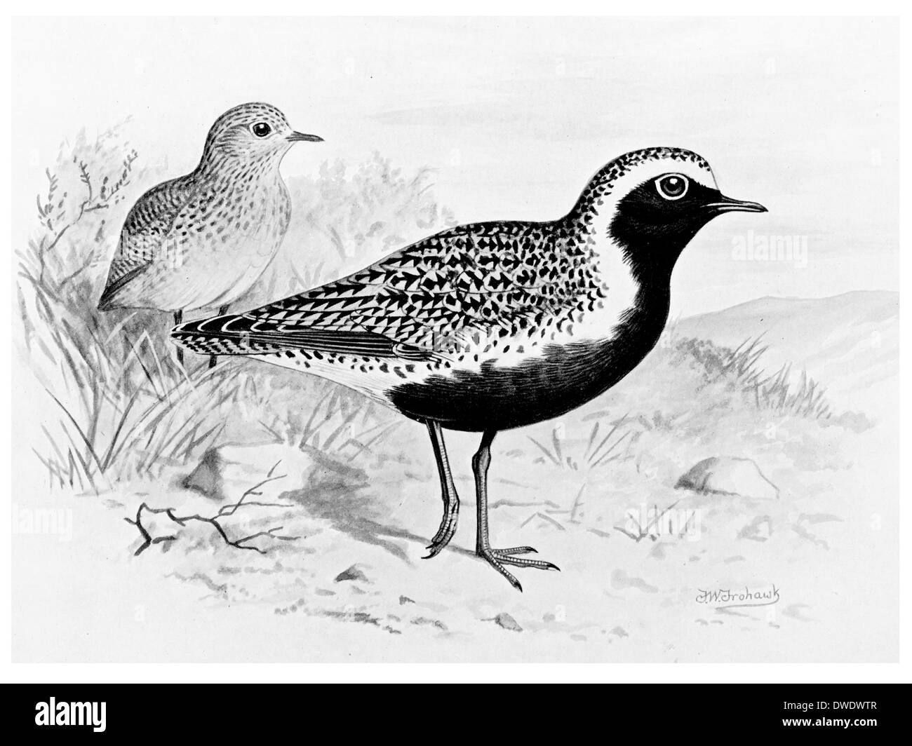 Golden plover eggs hi-res stock photography and images - Alamy