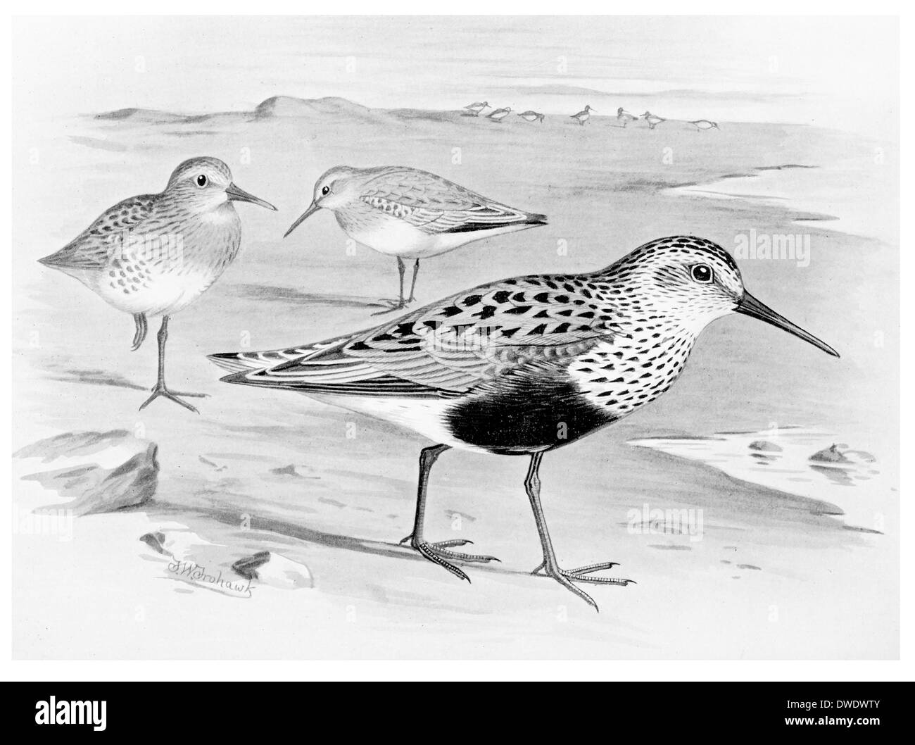 Dunlin winter plumage Black and White Stock Photos & Images - Alamy