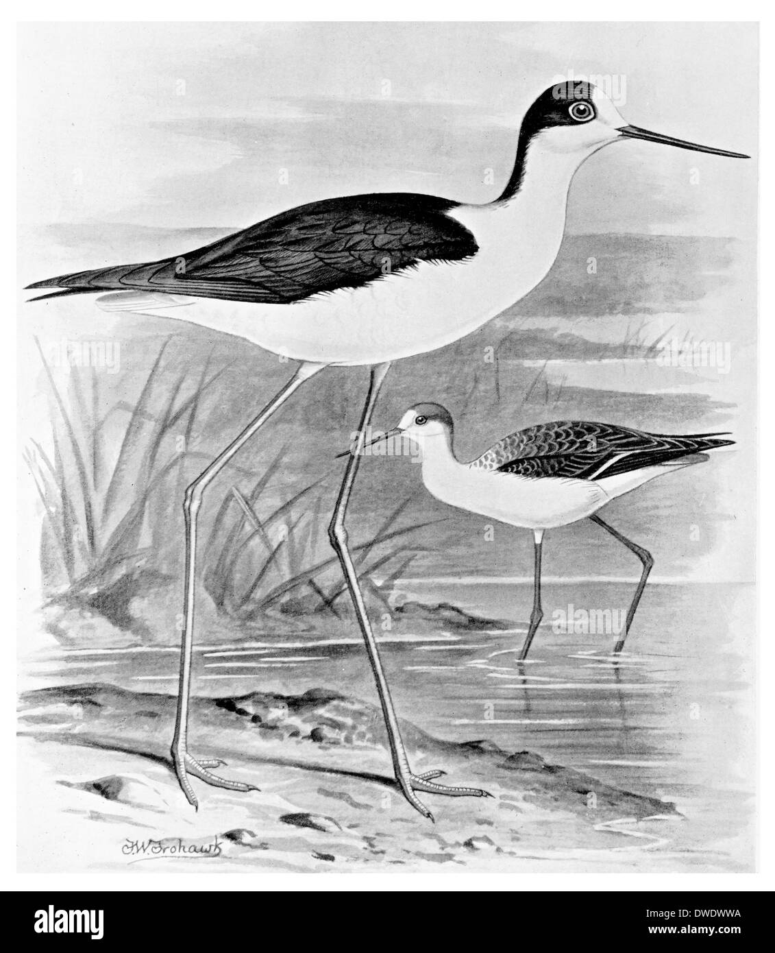 Stilt art Black and White Stock Photos & Images - Alamy