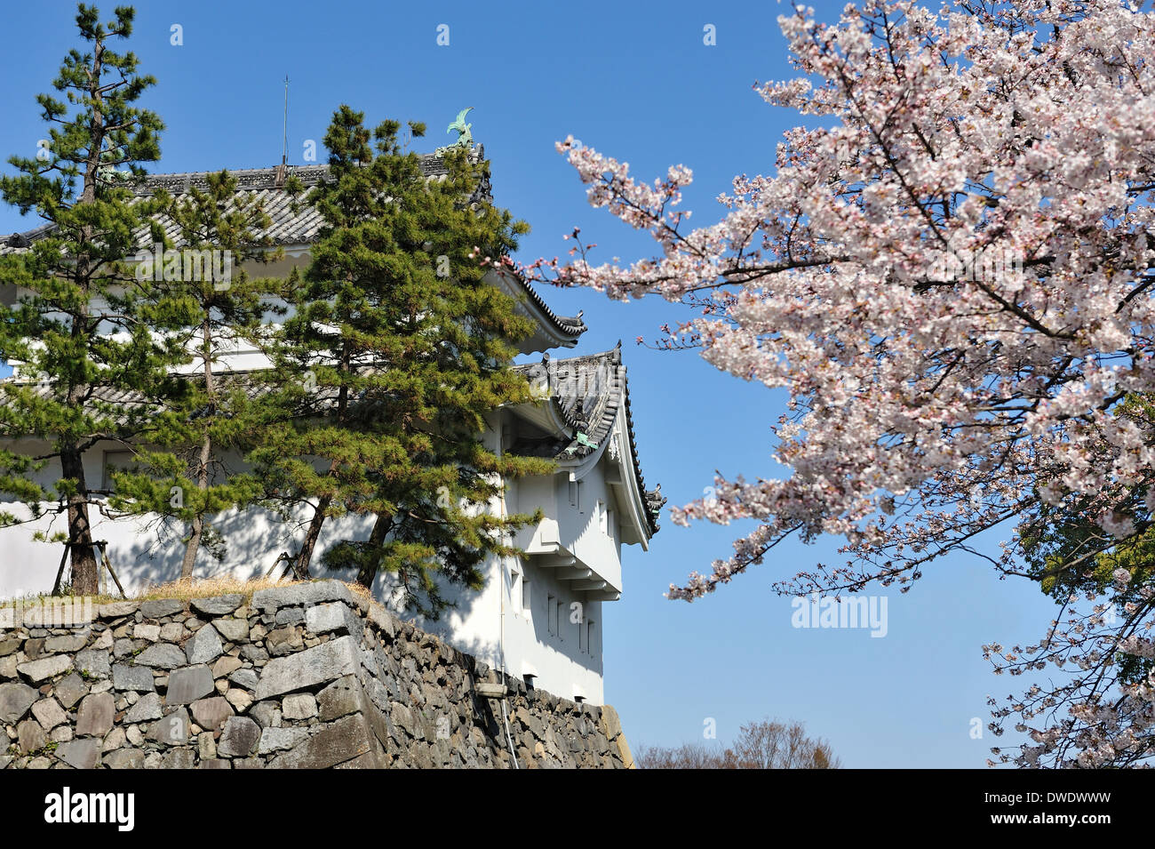 Watch tower of a Japanese castle with pink sakura cherry blossom trees ...