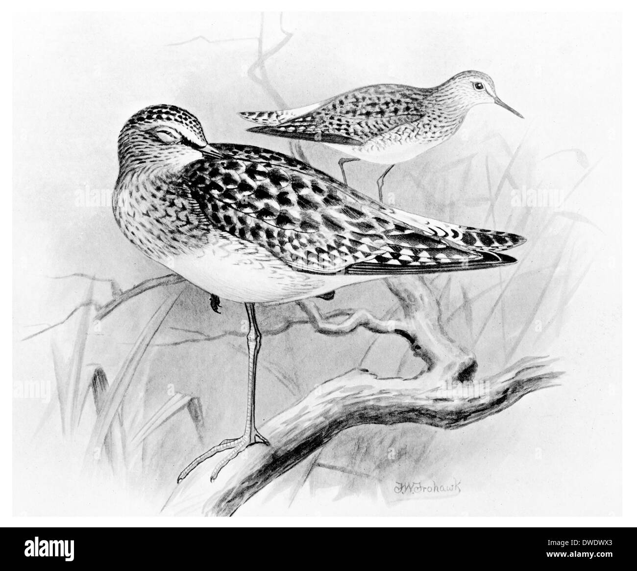 Wood Sandpiper Autumn and Summer Plumage Stock Photo - Alamy