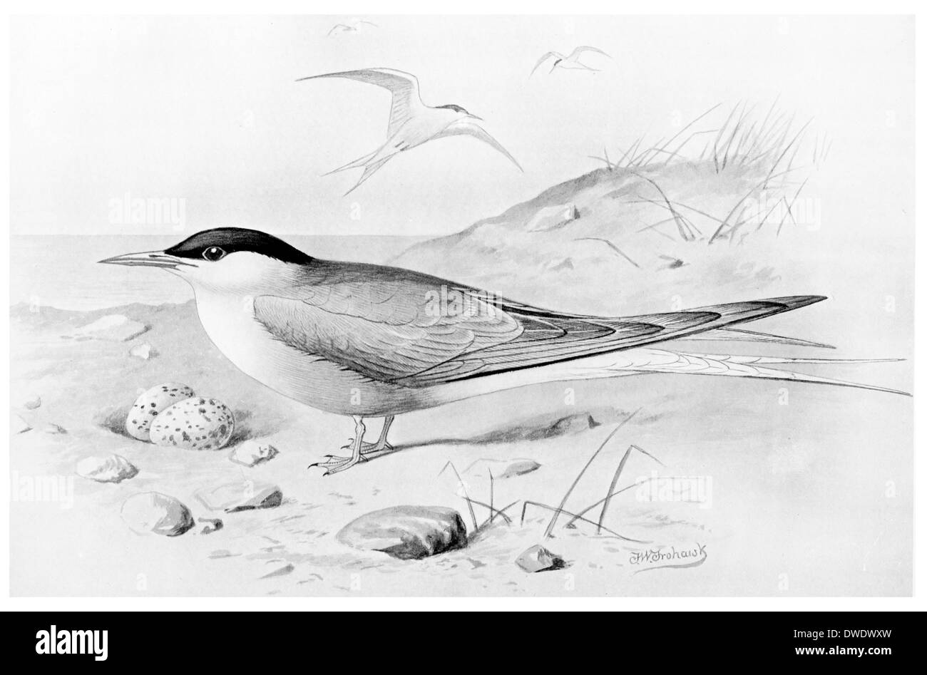 Tern painting hi-res stock photography and images - Alamy