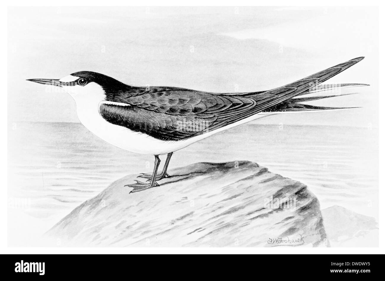 Sooty tern Cut Out Stock Images & Pictures - Alamy