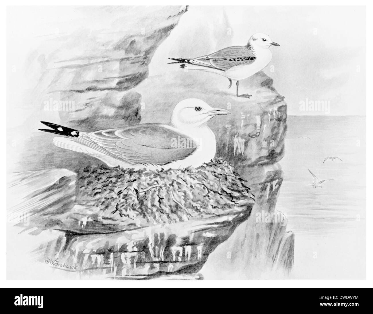 Immature bird Black and White Stock Photos & Images - Alamy