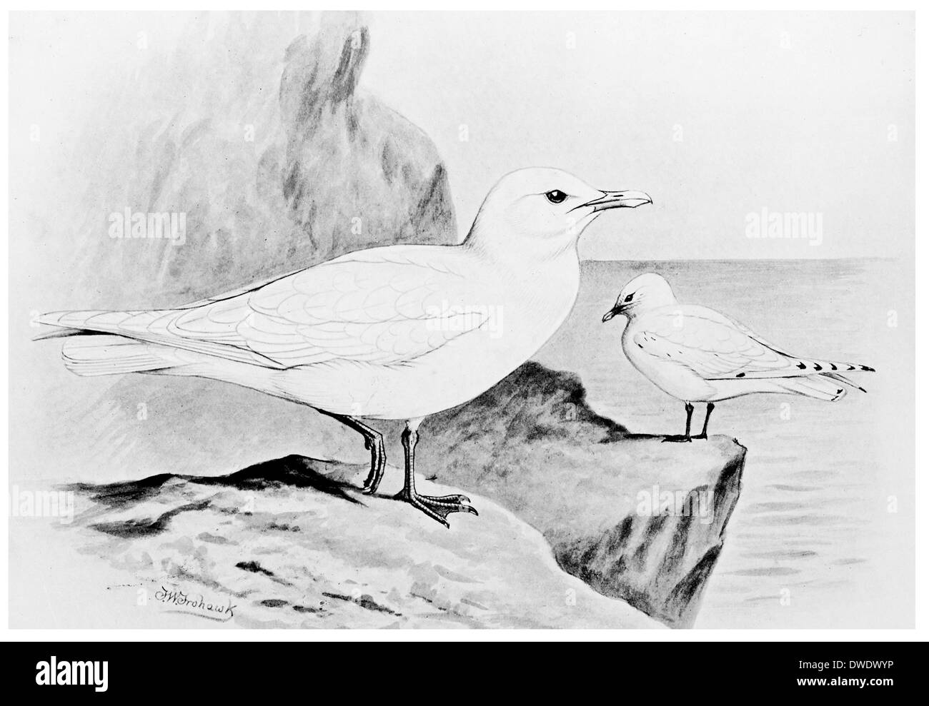 Ivory Gull Immature High Resolution Stock Photography and Images - Alamy