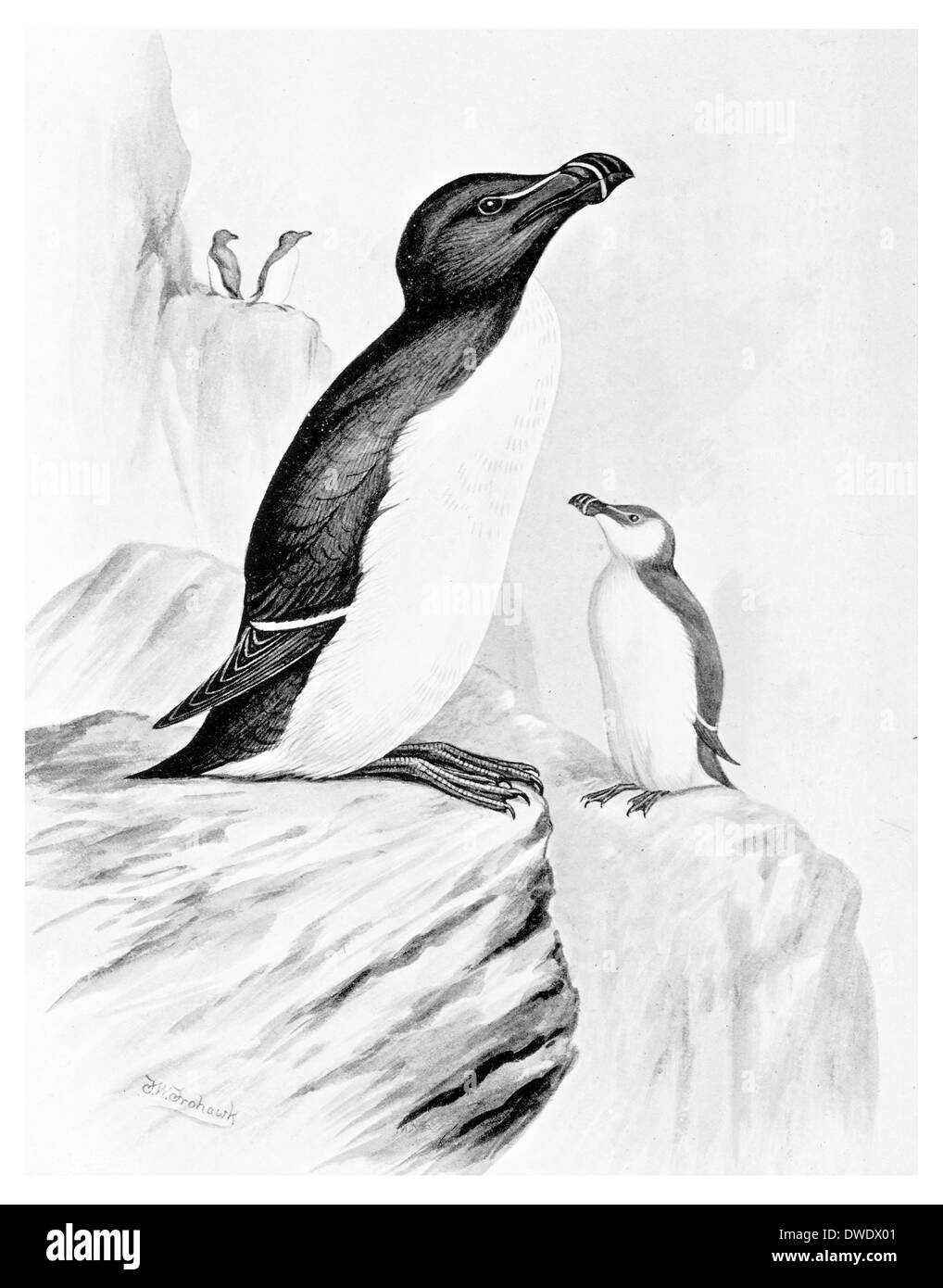 Fly winter Cut Out Stock Images & Pictures - Alamy