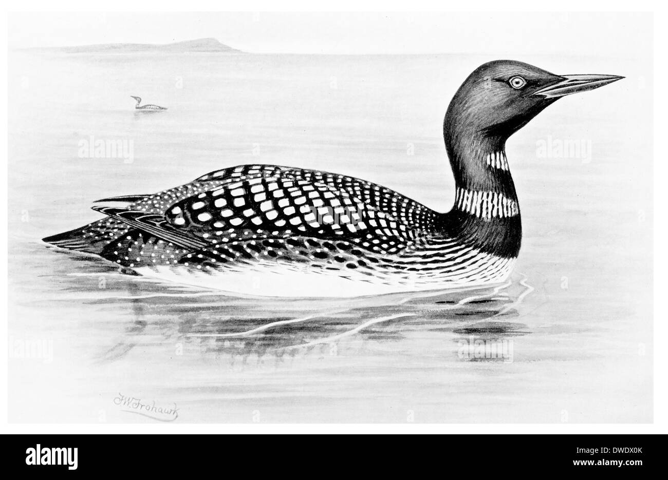 Great Northern Diver Stock Photo - Alamy