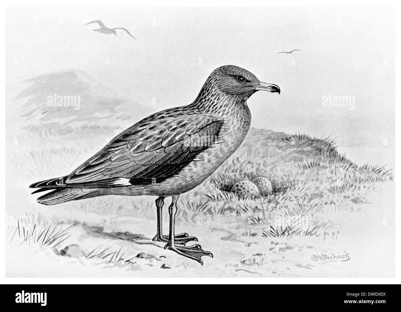 Great skua painting hi-res stock photography and images - Alamy