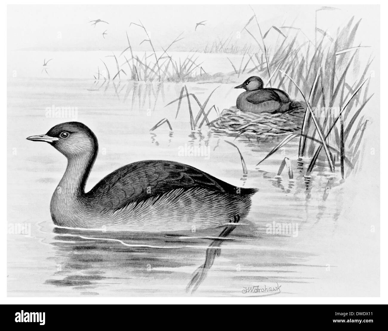 Little grebe and chick Black and White Stock Photos & Images - Alamy