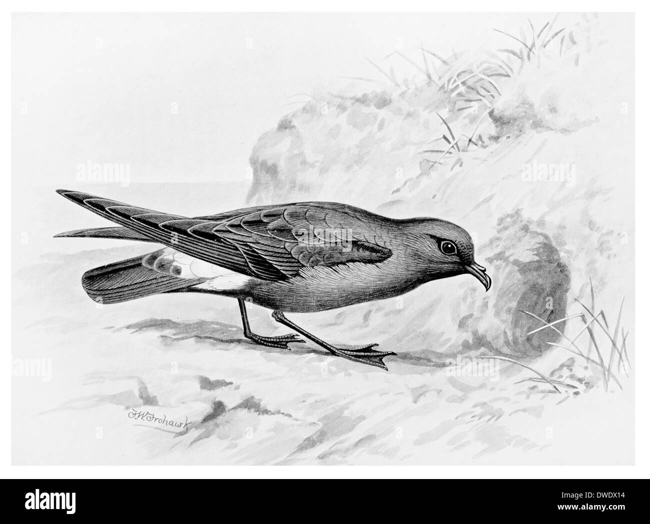 Black winged petrel chick hi-res stock photography and images - Alamy