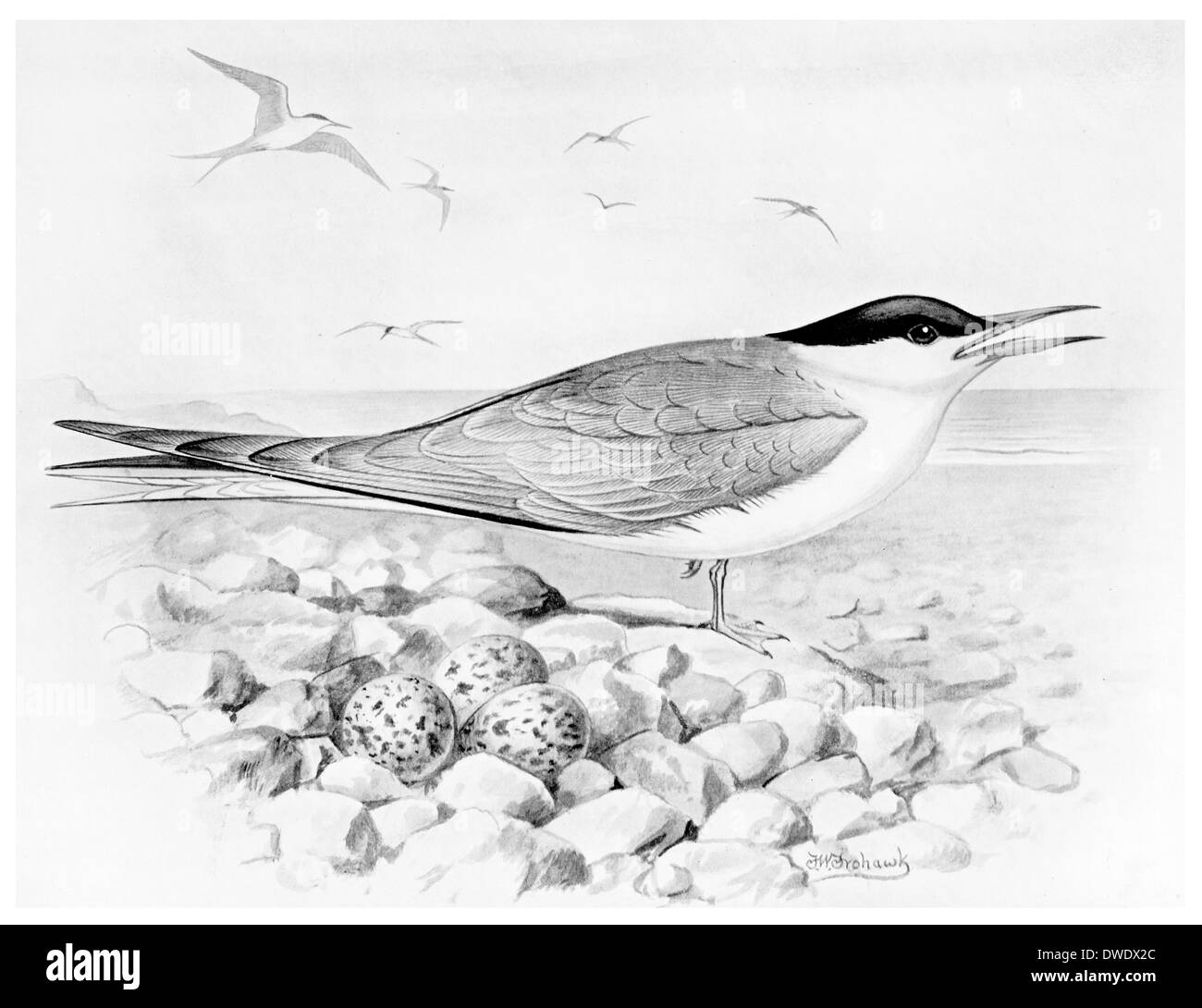 Common tern egg Cut Out Stock Images & Pictures - Alamy