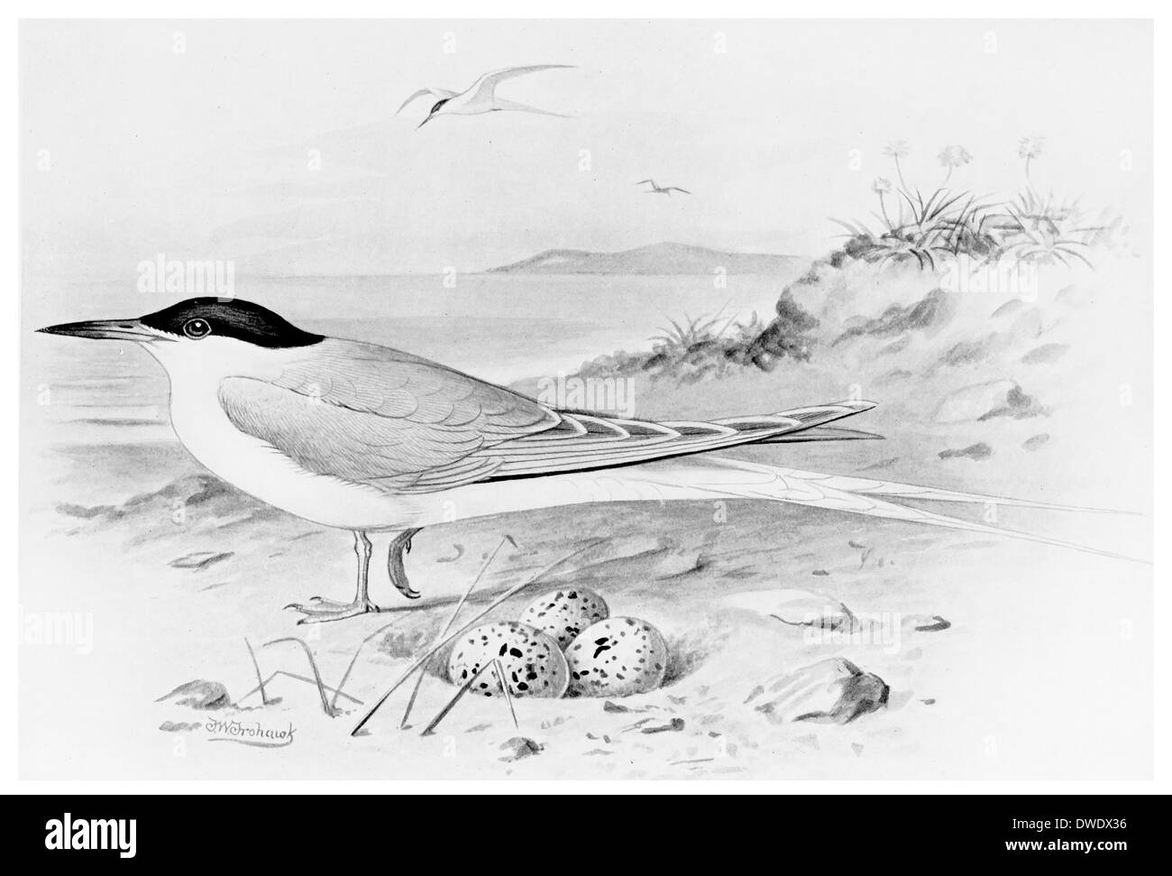 Roseate tern Black and White Stock Photos & Images - Alamy
