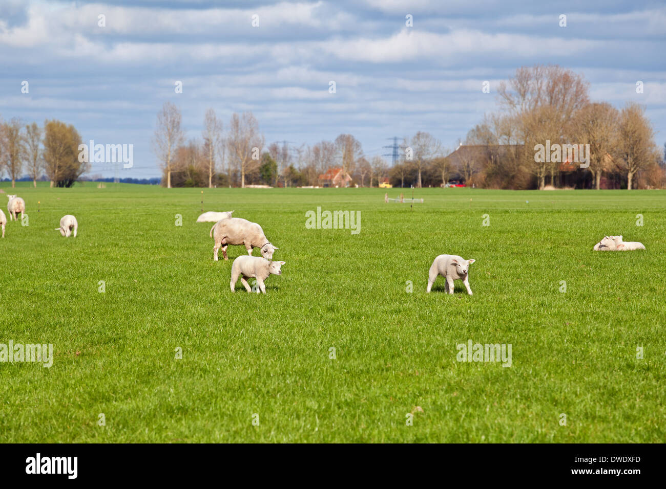 Lambs in field sun hi-res stock photography and images - Alamy